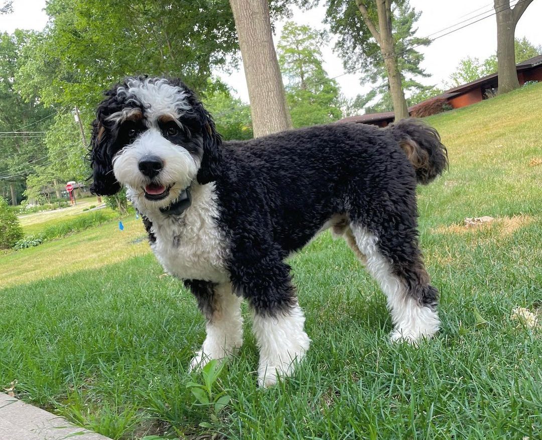 The Irresistible Appeal Of Mini Bernedoodle: Traits, Temperament, And Care