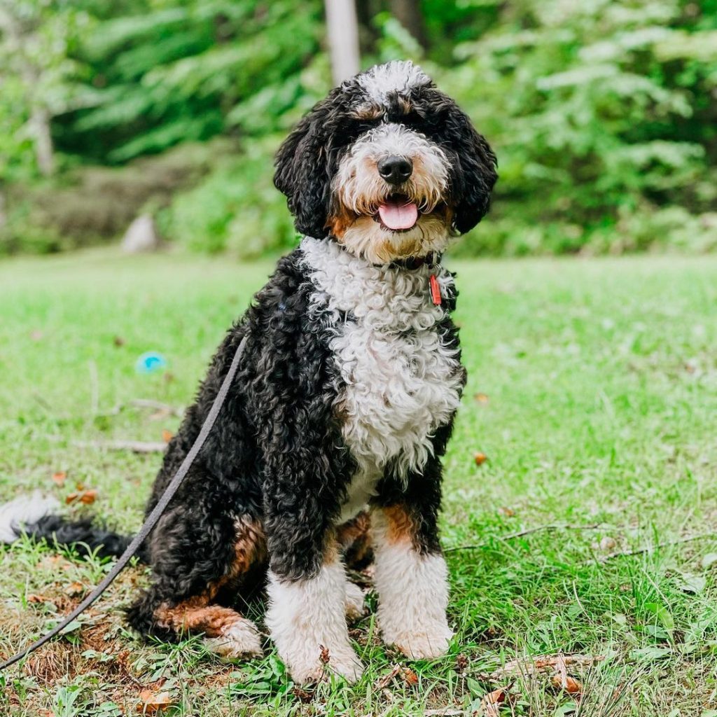 The Irresistible Appeal Of Mini Bernedoodle: Traits, Temperament, And Care