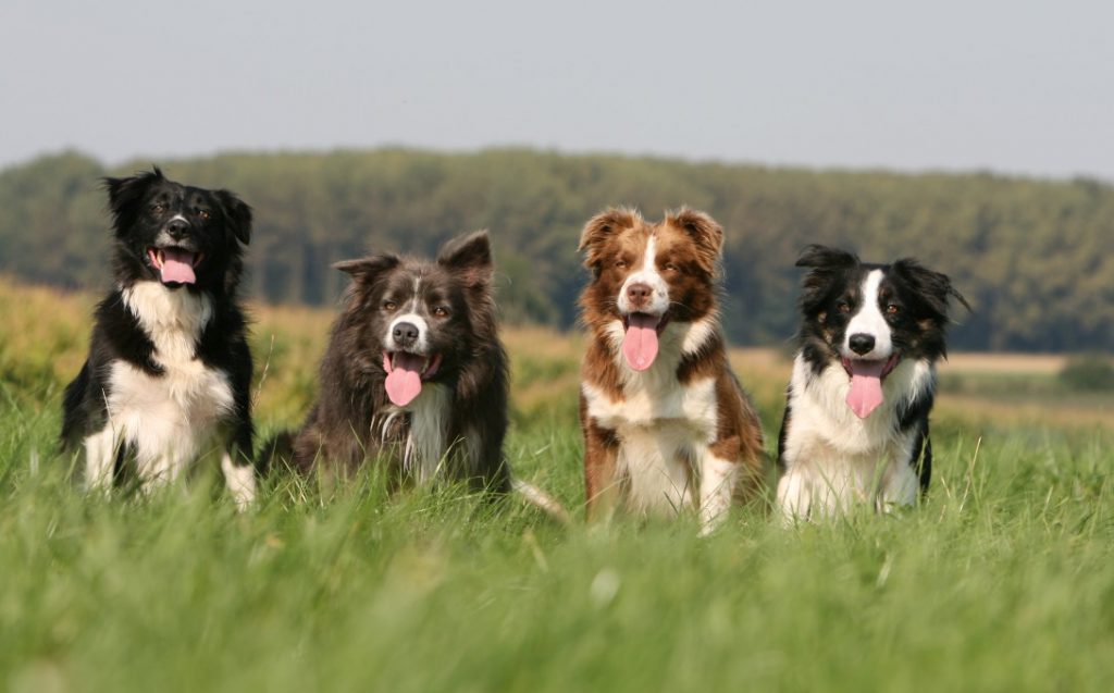 Are Border Collies Good With Kids? How To Get A Good Family Pet?