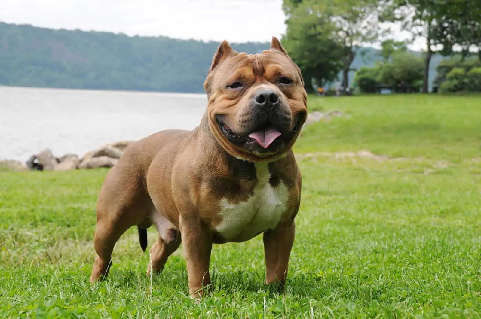 Is An American Bully A Pitbull? Differences Explained!