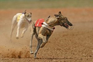 How Fast Is A Greyhound? Running Speed Of Fastest Dog!