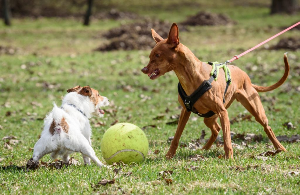 Leash Reactive Dog – Understanding Leash Reactivity