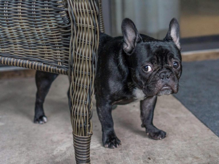 Submissive Dog Behavior – How To Recognize It And React To It?