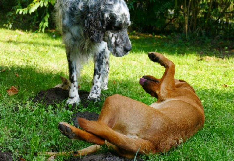 Submissive Dog Behavior – How To Recognize It And React To It?