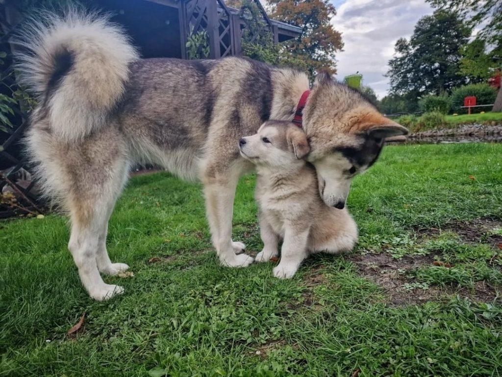 Is Alaskan Malamute A Husky? Explaining All The Differences