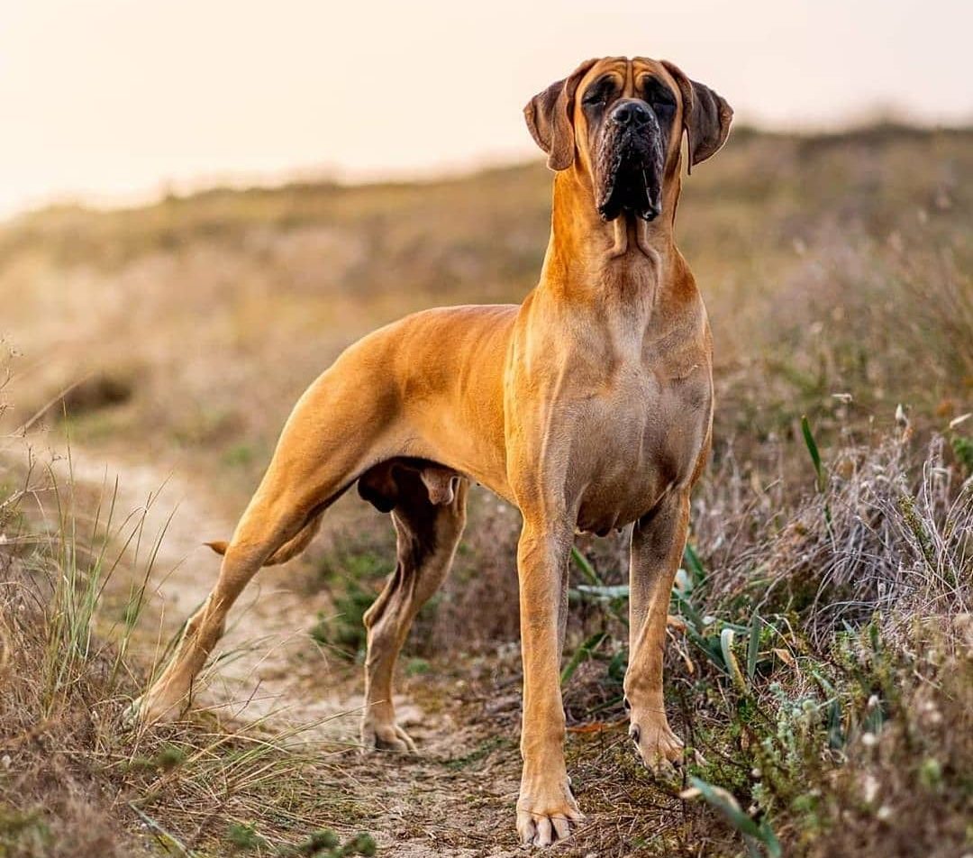 What Were Great Danes Bred For? Understanding Your Dog’s Purpose