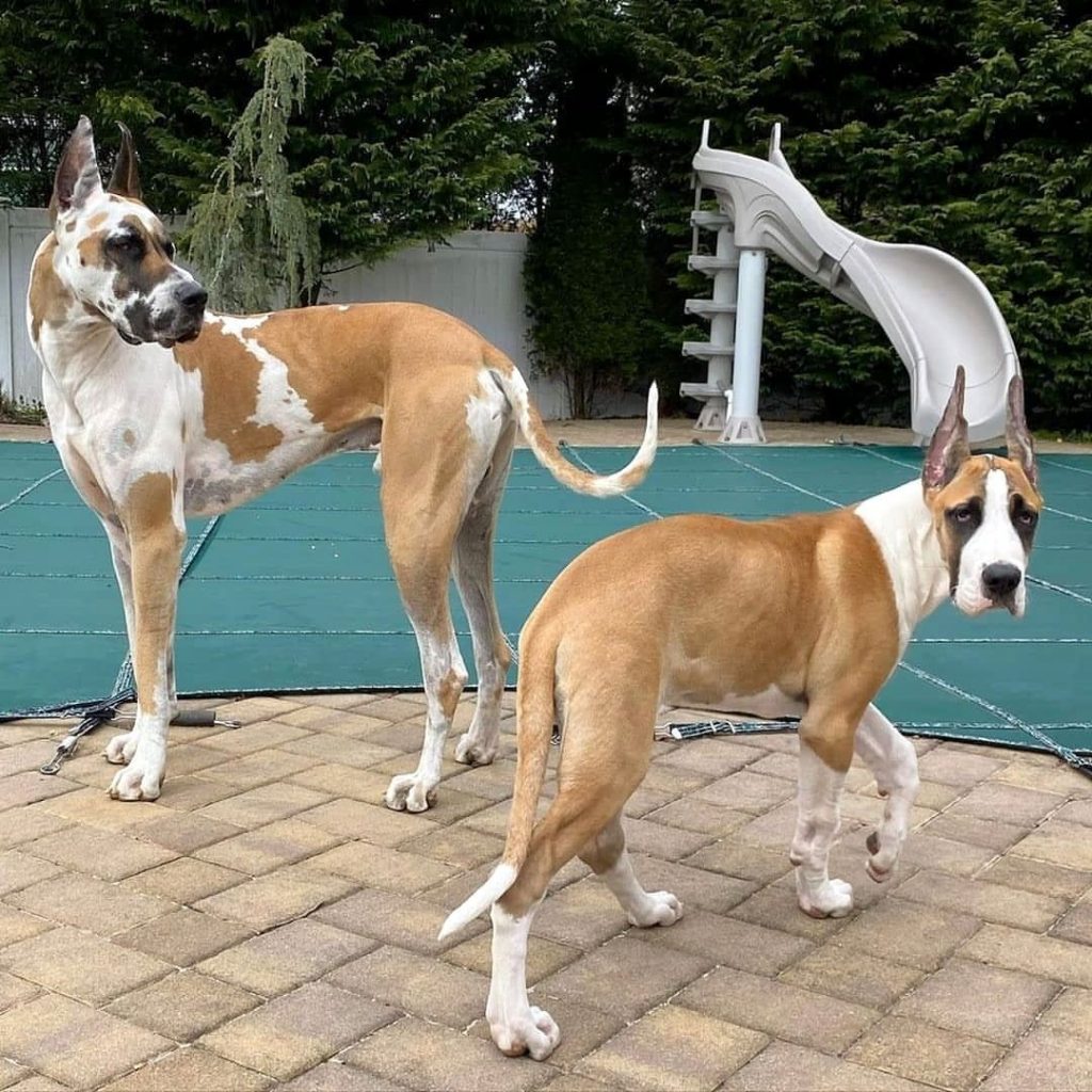 What Were Great Danes Bred For? Understanding Your Dog’s Purpose