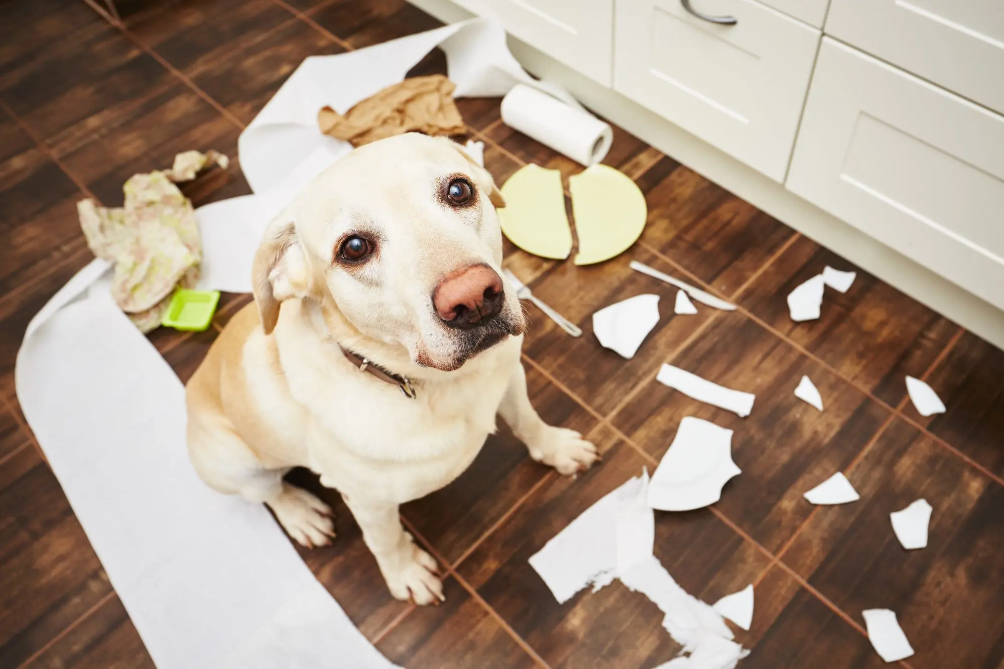 Why Labradors Are The Worst Dogs? Not All Labs Are Perfect