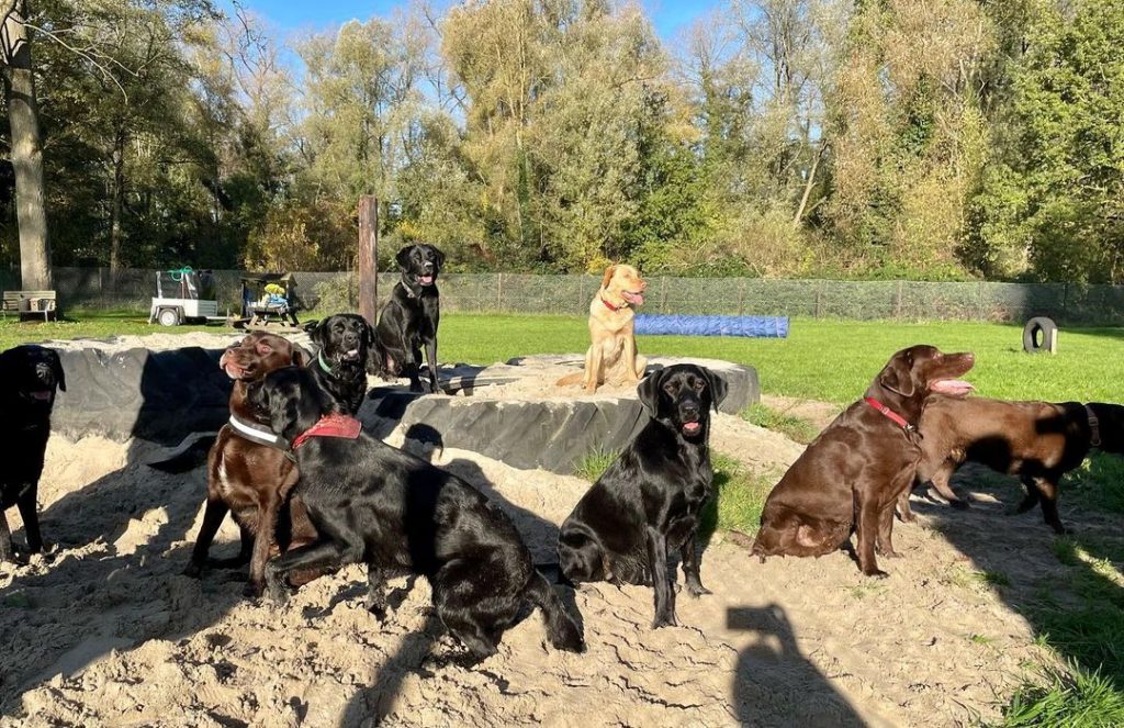 Why Labradors Are The Worst Dogs? Not All Labs Are Perfect