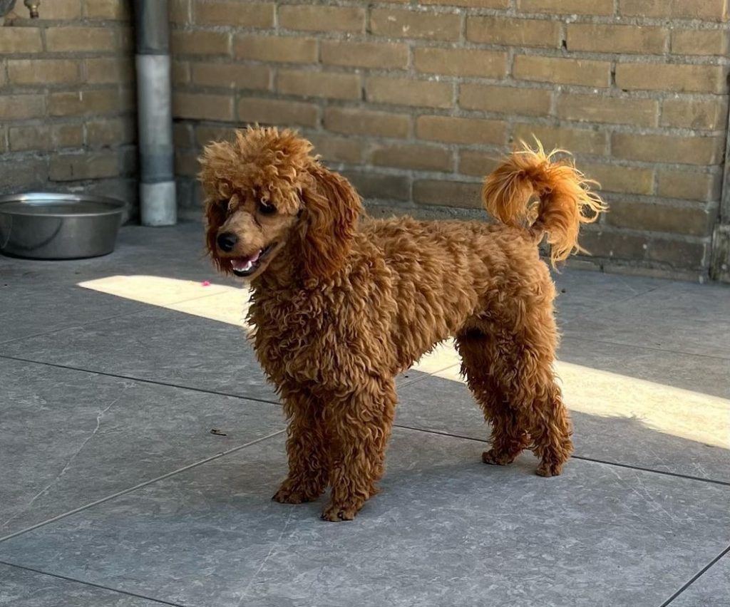 How Big Do Toy Poodles Get? Mini Dog With Big Heart