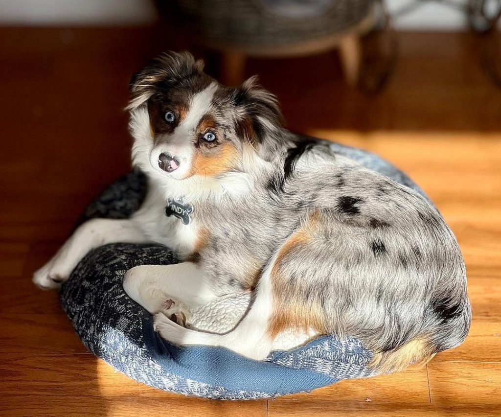 Toy Australian Shepherd – How Big Do These Puppies Get?