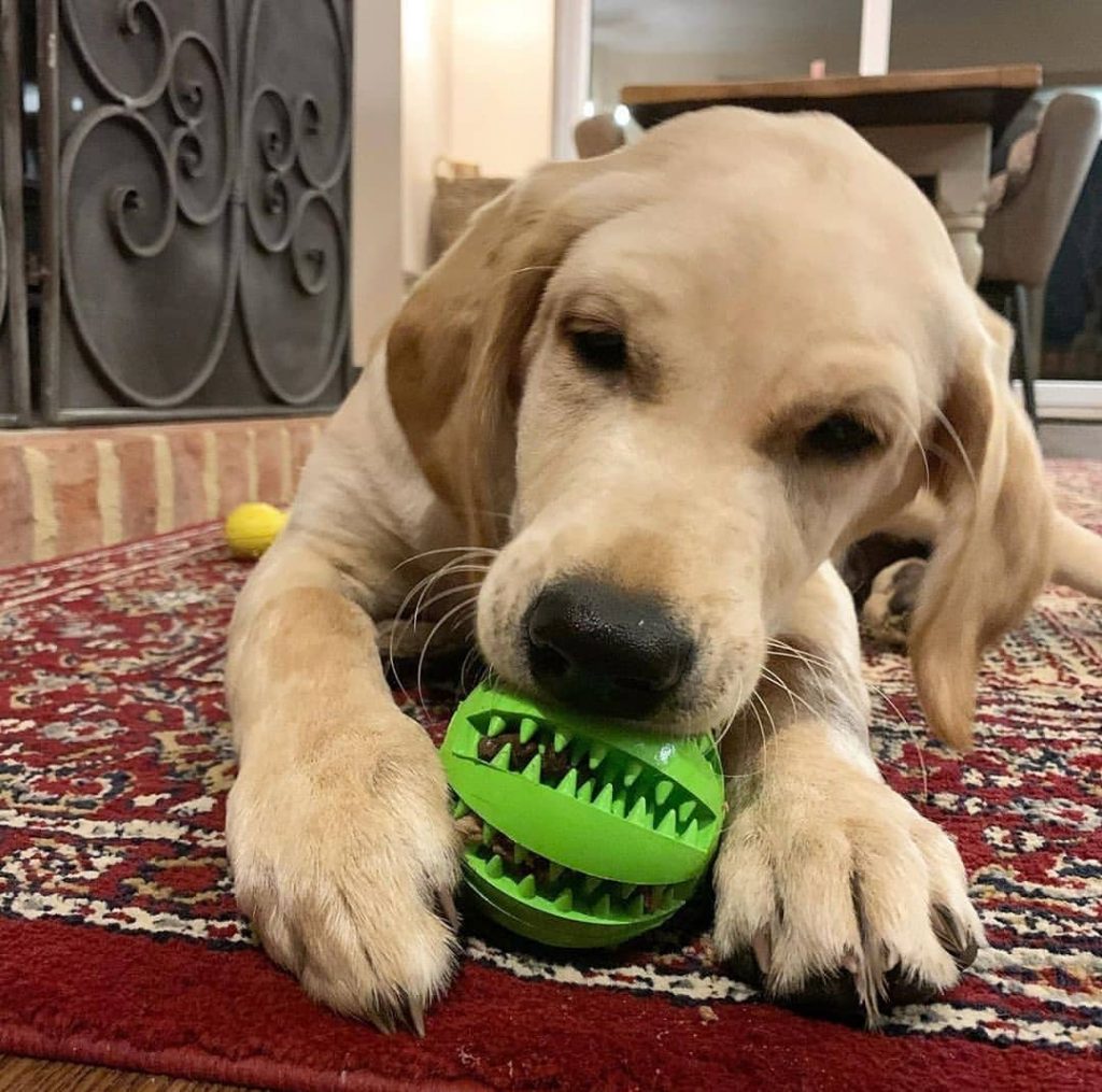 The Science Behind Shredding: Why Dogs Love It And How To Manage It