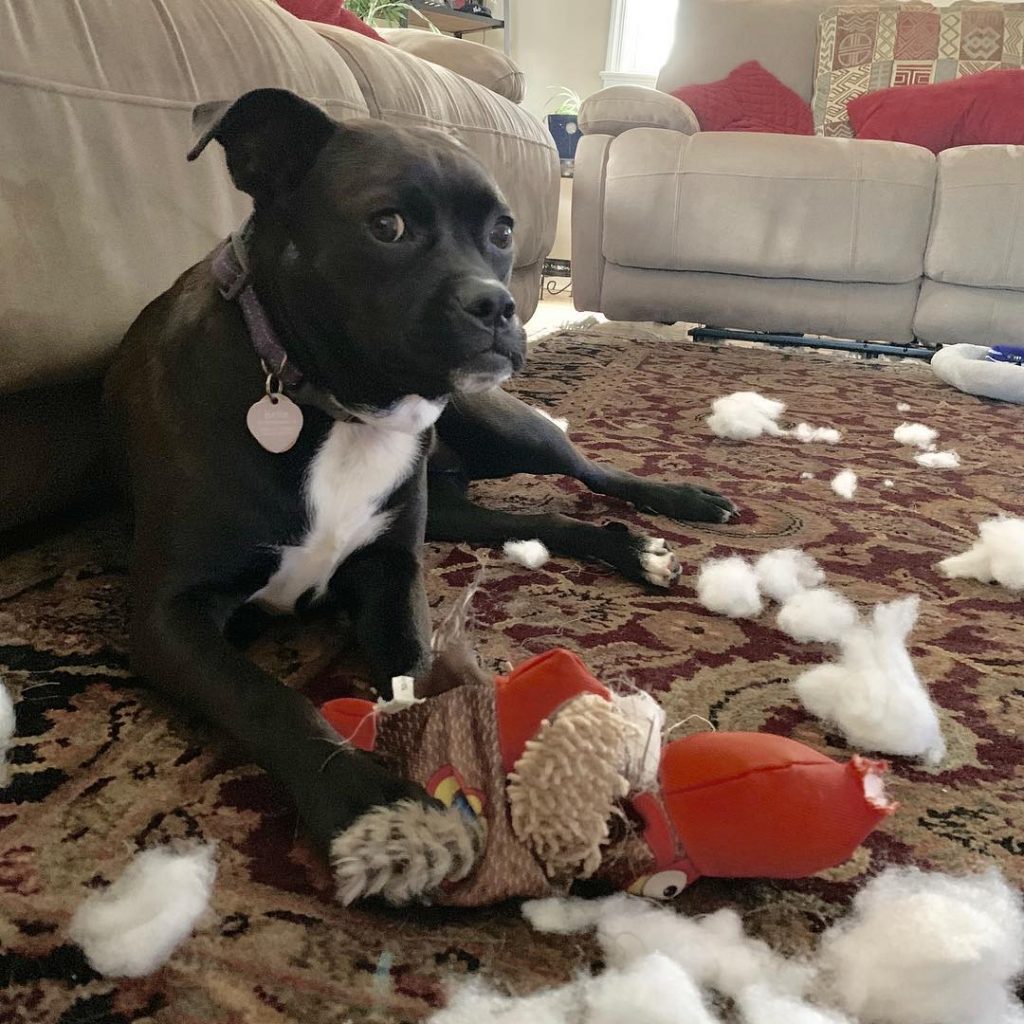 The Science Behind Shredding: Why Dogs Love It And How To Manage It