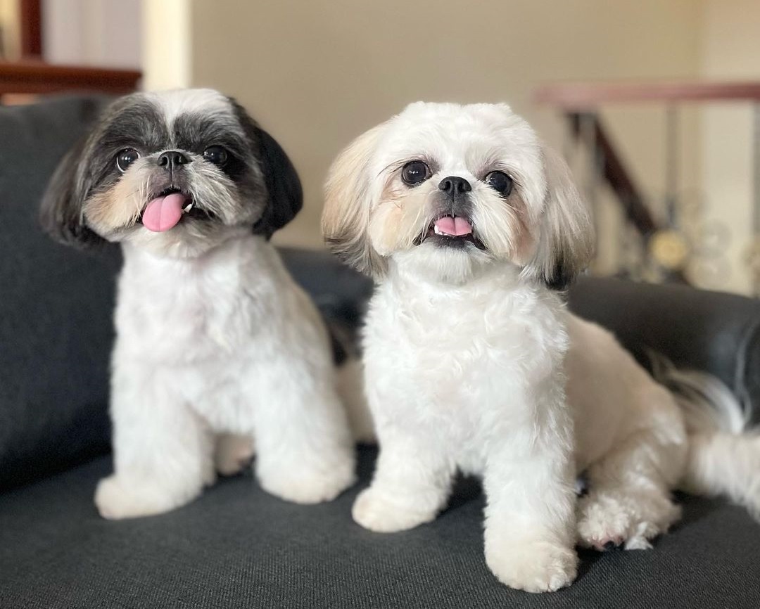 Demystifying Shih Tzus: Common Misconceptions And Realities
