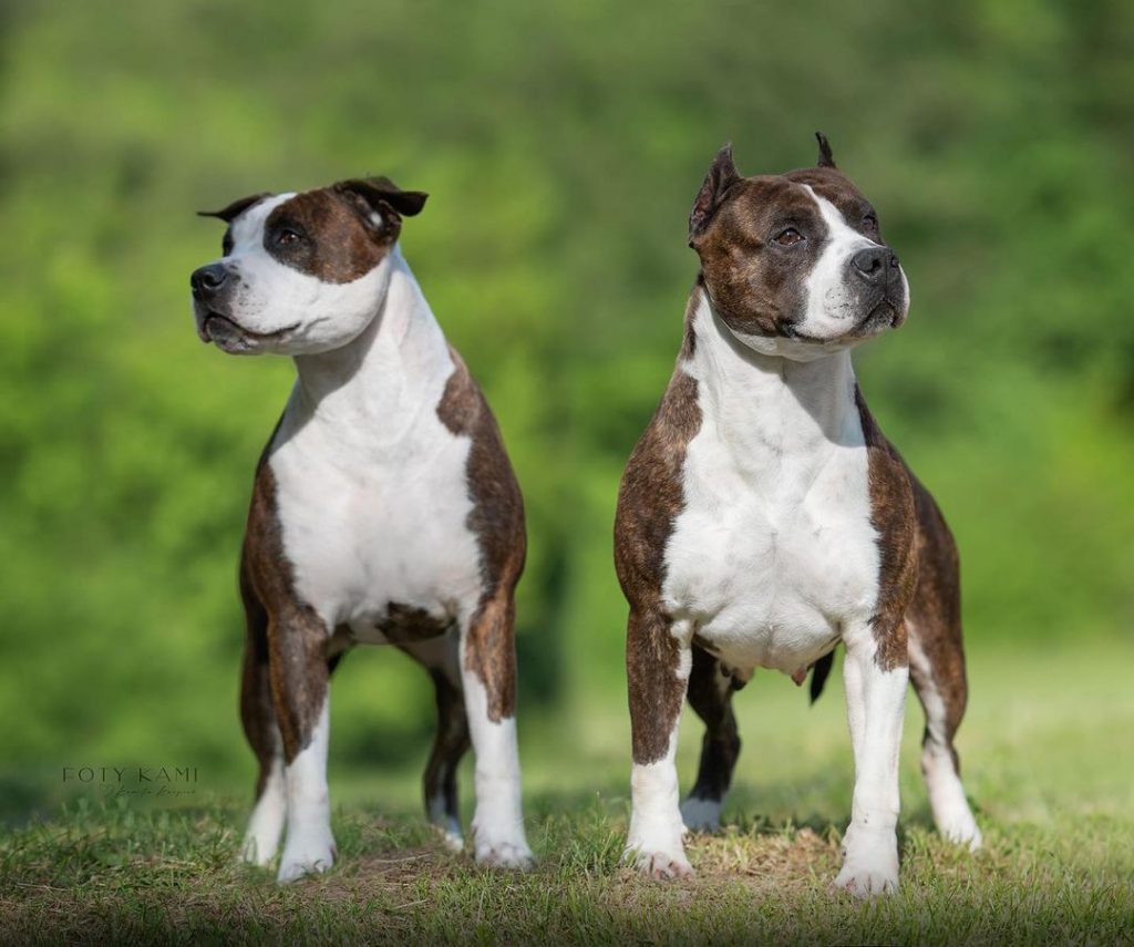 Is American Staffordshire Terrier A Pitbull? Learn The Differences!