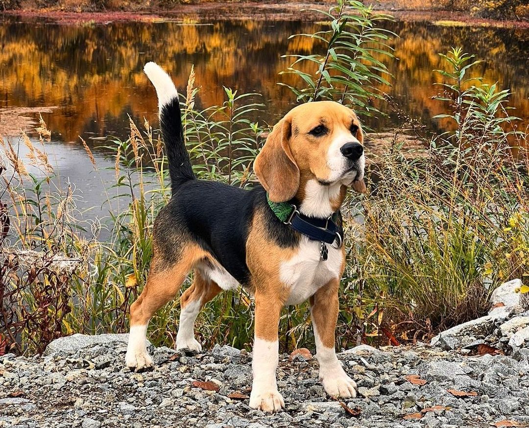 How Big Do Beagles Get? Examining Growth Chart