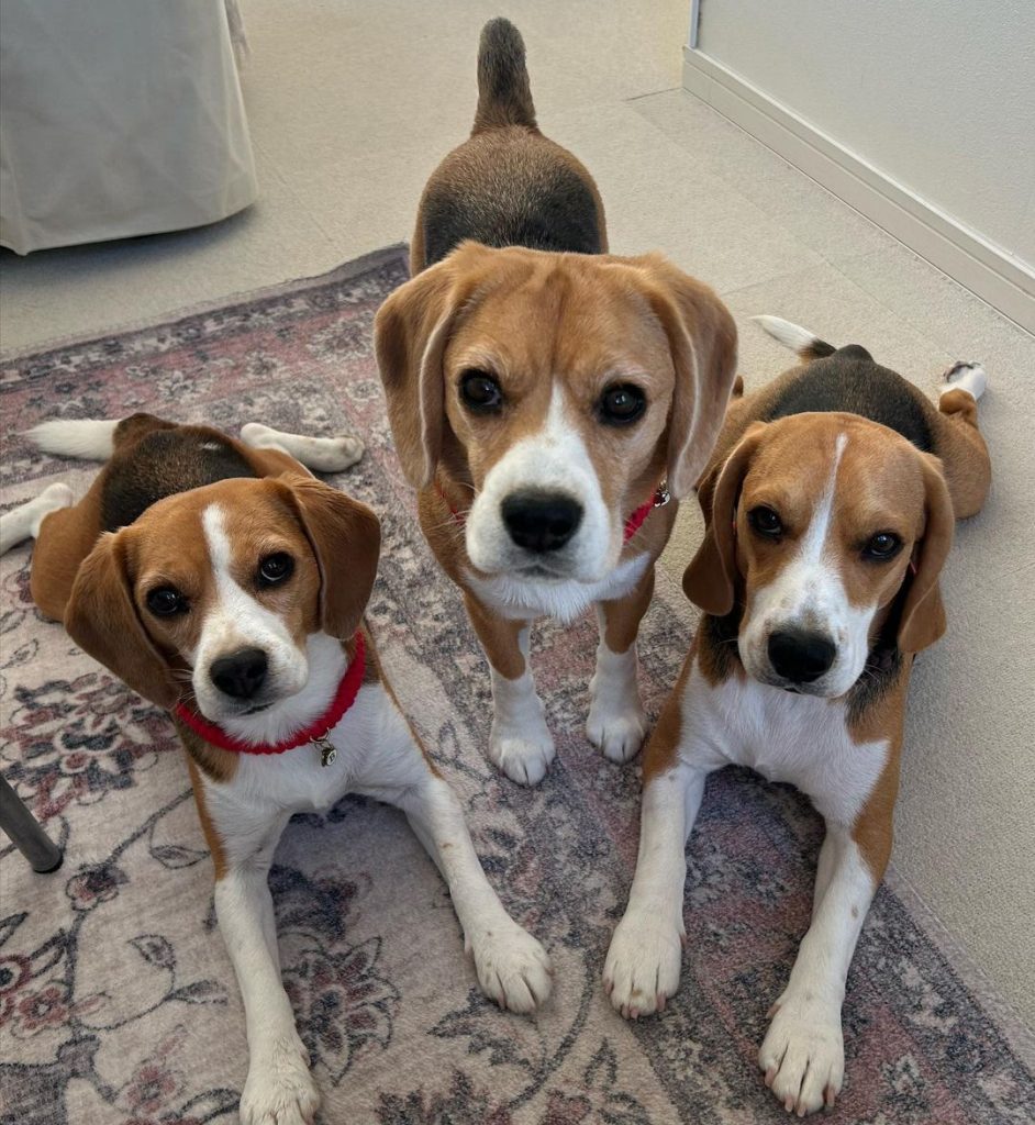 How Big Do Beagles Get? Examining Growth Chart