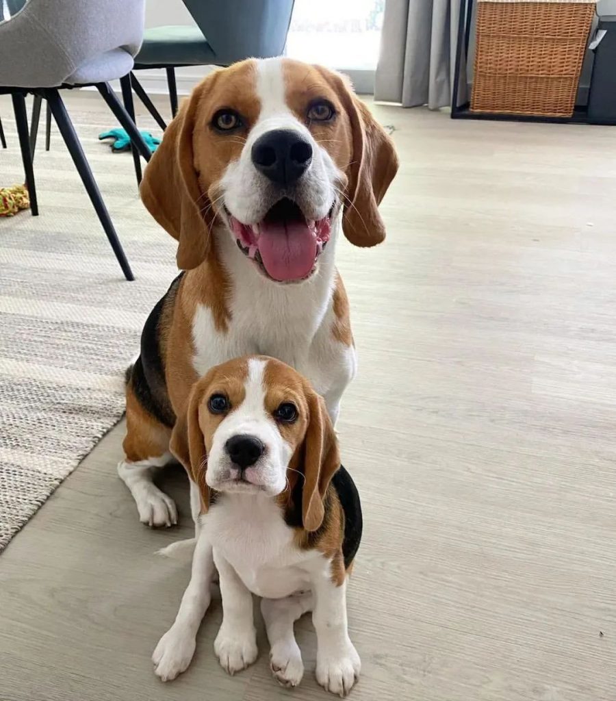 Are Beagles Right For Your Lifestyle? Finding The Perfect Match