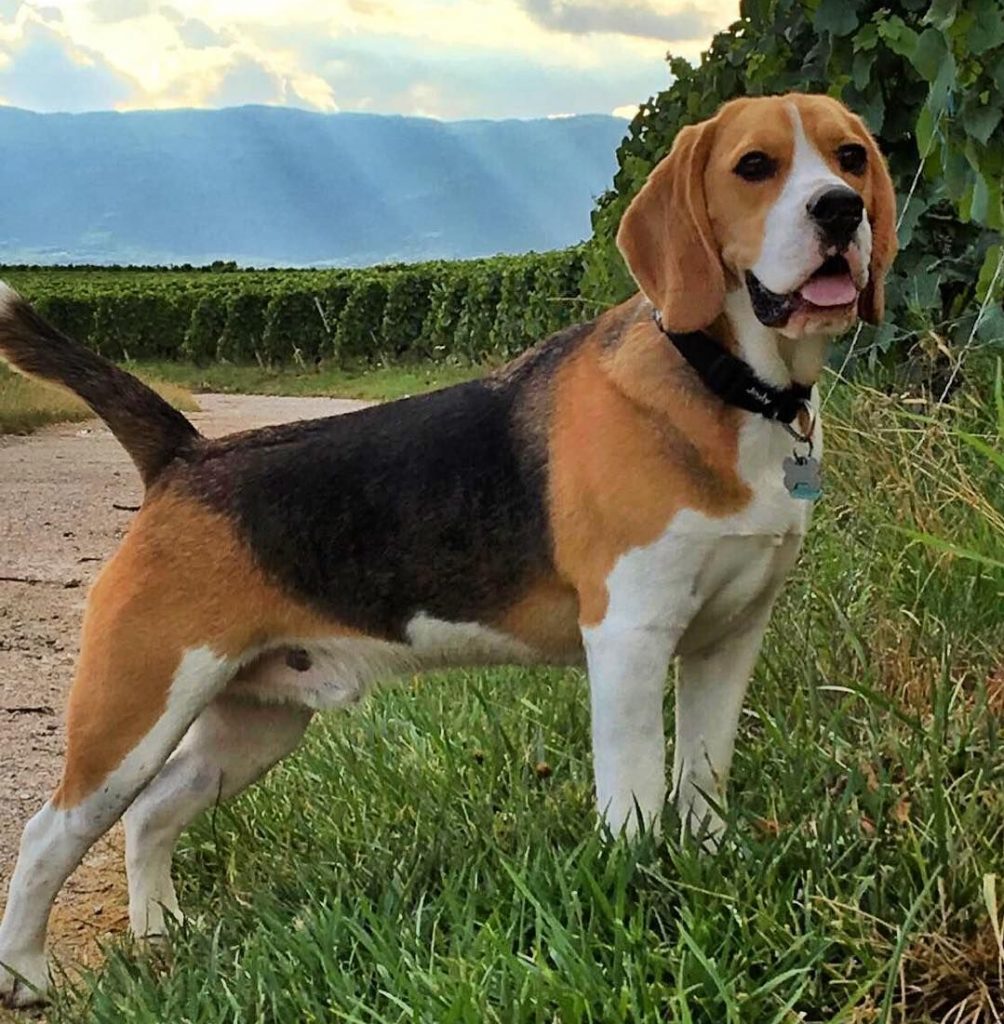 Are Beagles Right For Your Lifestyle? Finding The Perfect Match