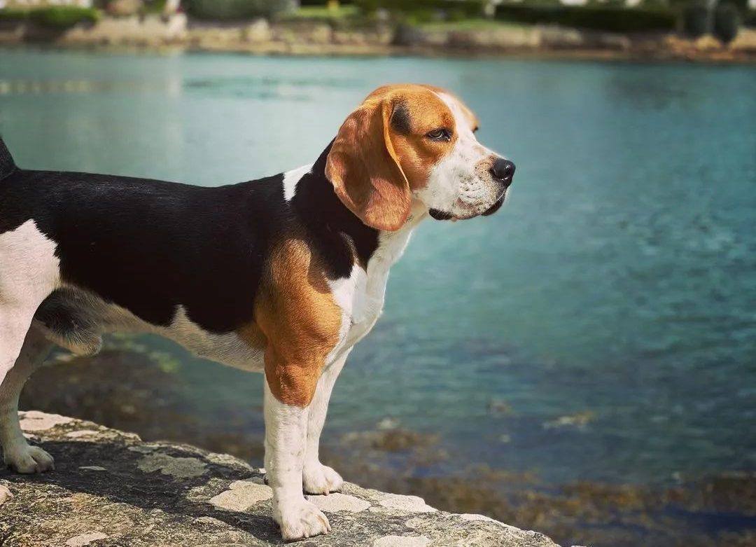 Are Beagles Right For Your Lifestyle? Finding The Perfect Match