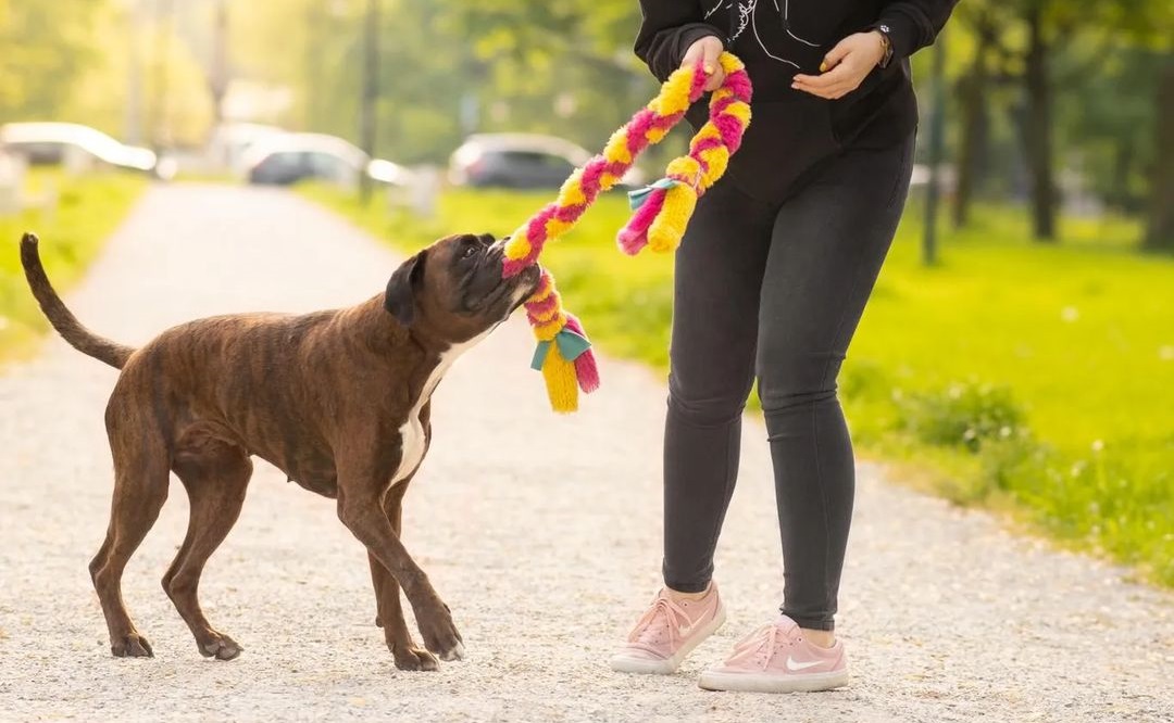 From Rope To Rubber: Exploring The Wide World Of Best Tug Toys For Dogs
