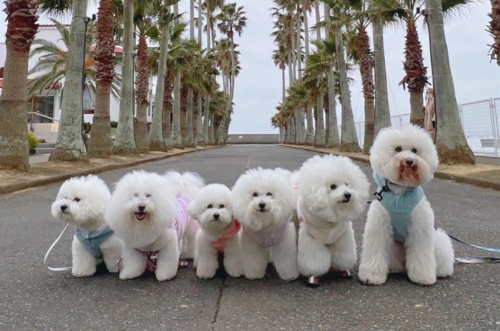 Beyond The Initial Cost: The Ongoing Expenses Of Bichon Frise Care