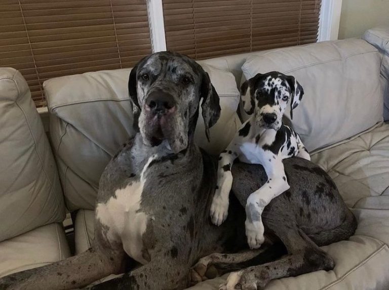Great Dane Shedding And Health: What Your Dog's Fur Says