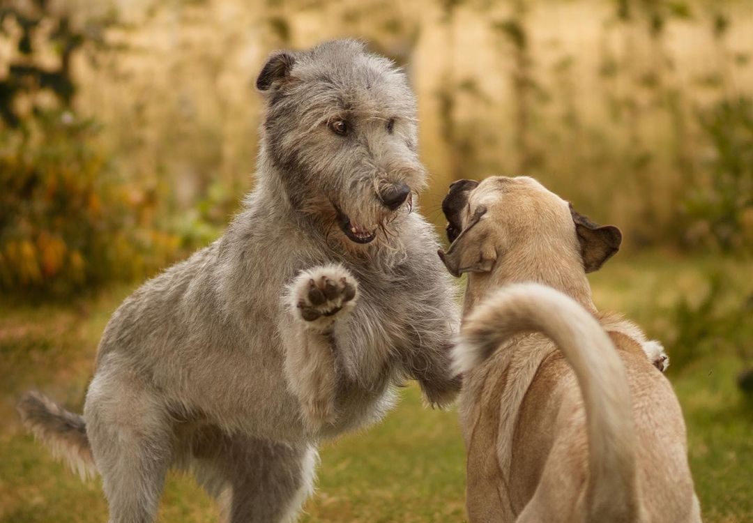 The Science Of Dog Play: Why Dogs Play And What It Means