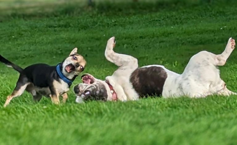 The Science Of Dog Play: Why Dogs Play And What It Means