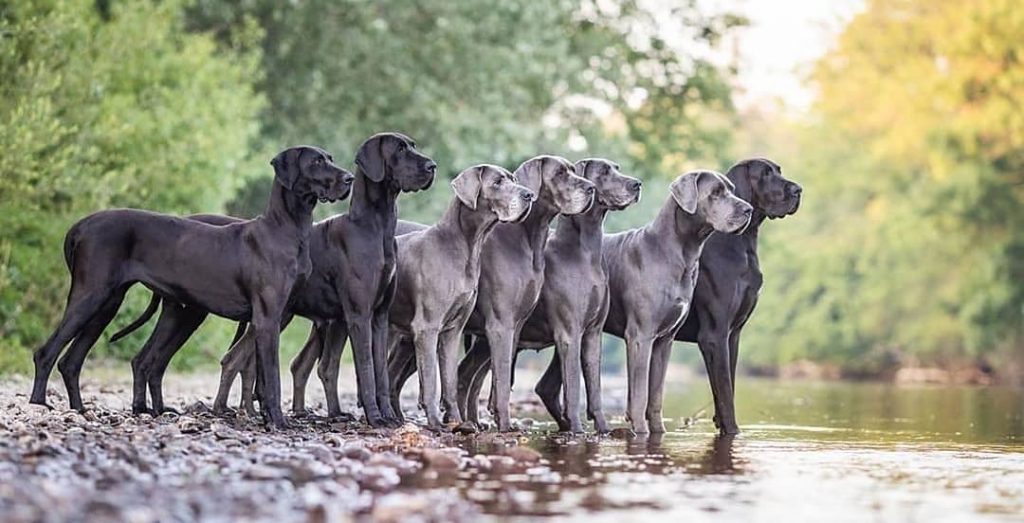 How Long Do Great Danes Live? Can You Extend The Life Of The Gentle Giant?