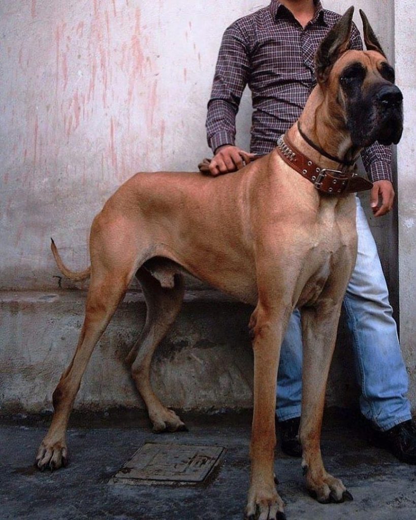 How Long Do Great Danes Live? Can You Extend The Life Of The Gentle Giant?