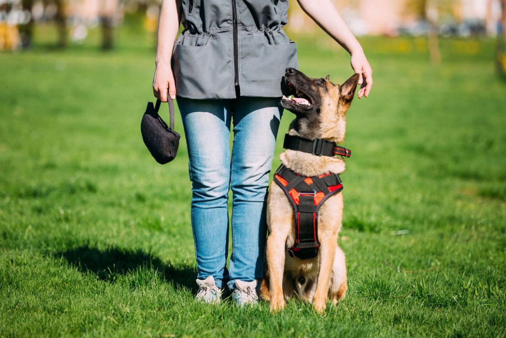 Heeling 101: Step-by-Step Training For A Well-Behaved Leash-Walking Dog
