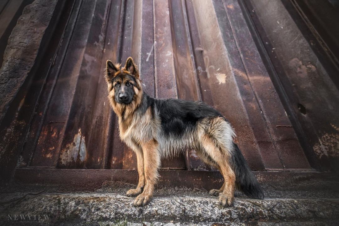 Meet The Ancestor Of GSDs – What Do We Know About Old German Shepherd Dog?