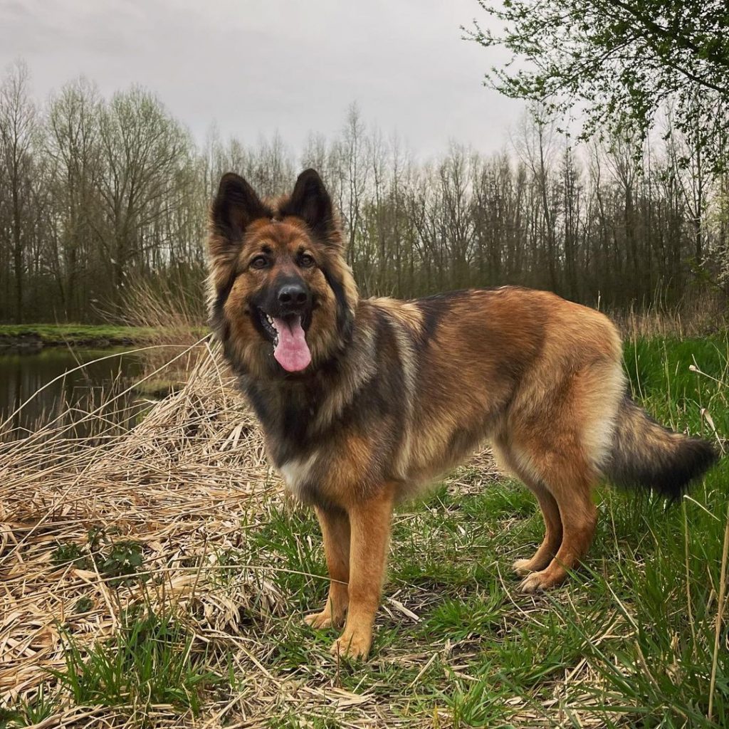 Meet The Ancestor Of GSDs – What Do We Know About Old German Shepherd Dog?