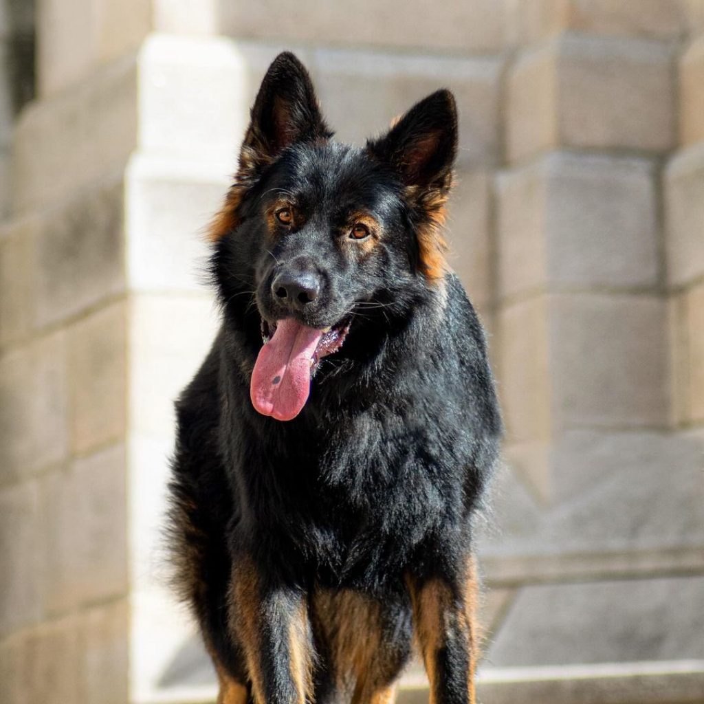 Meet The Ancestor Of GSDs – What Do We Know About Old German Shepherd Dog?