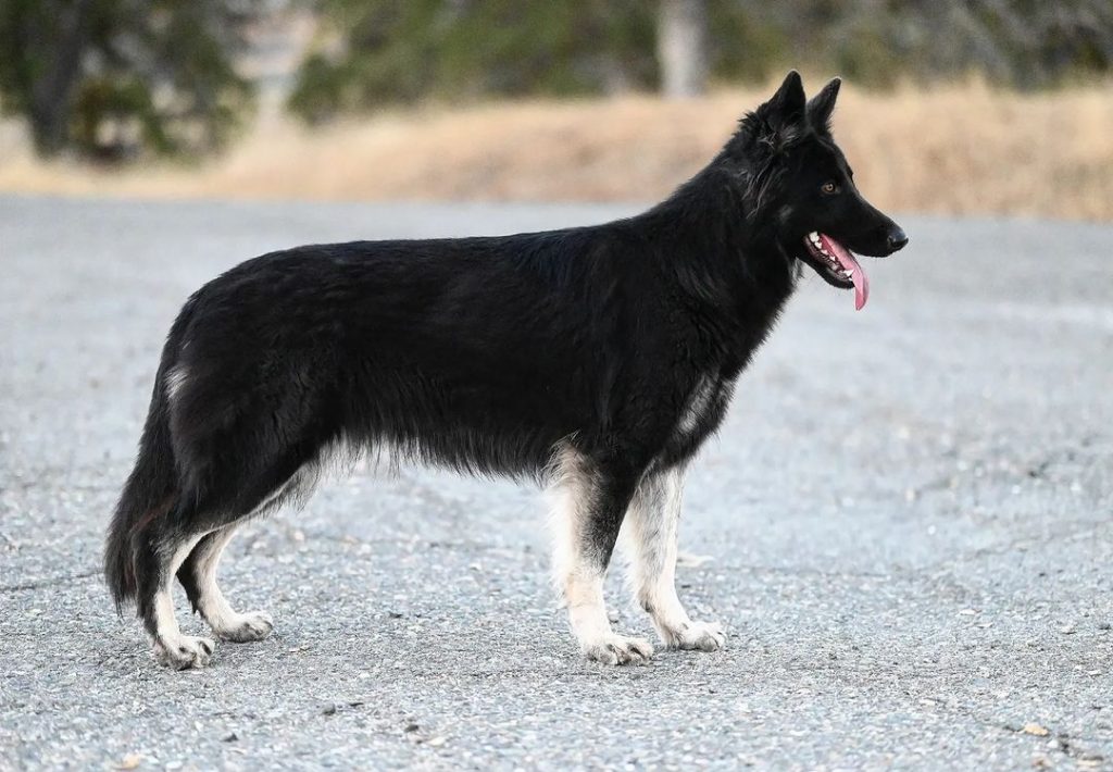 Meet The Ancestor Of GSDs – What Do We Know About Old German Shepherd Dog?