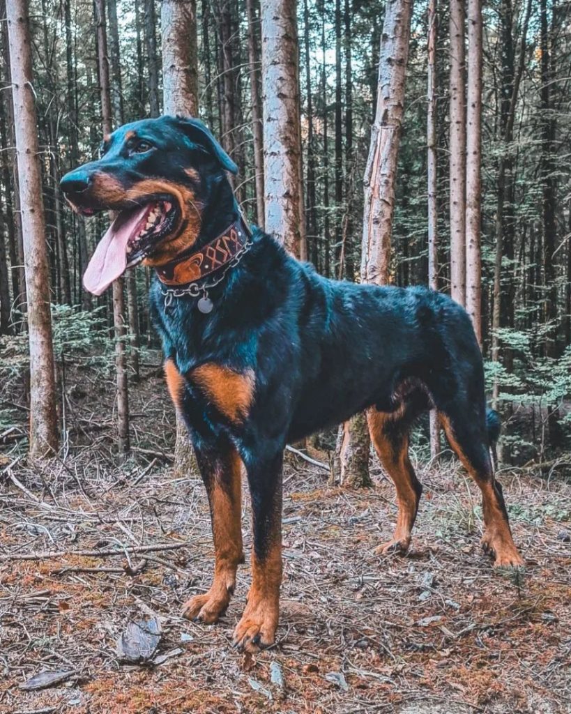 Beauceron Vs Doberman: A Comprehensive Guide To Two Powerful Breeds