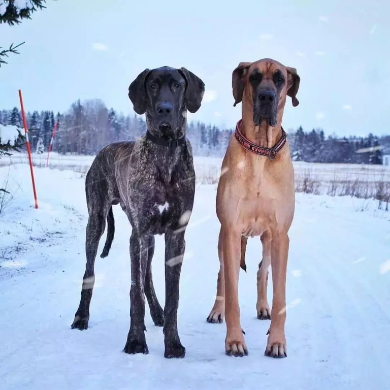 European Vs American Great Dane – How Are They Different?