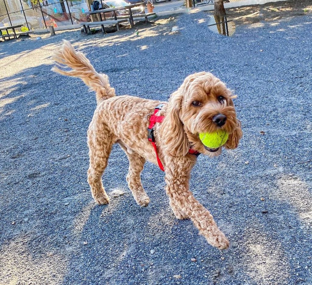 Best Way To Teach A Dog To Retrieve A Ball