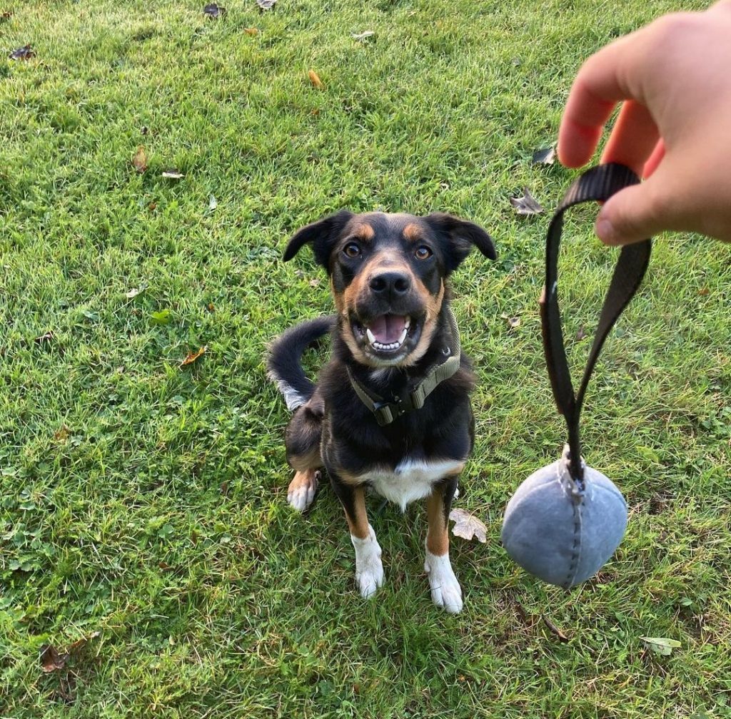 Best Way To Teach A Dog To Retrieve A Ball