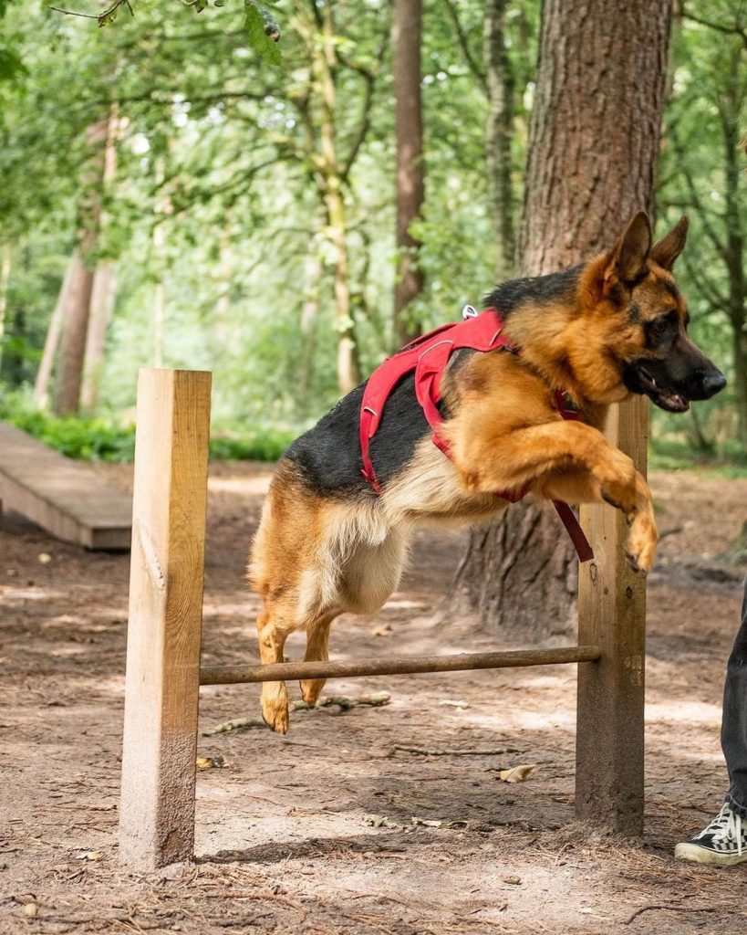 How Much Exercise Does A German Shepherd Need?