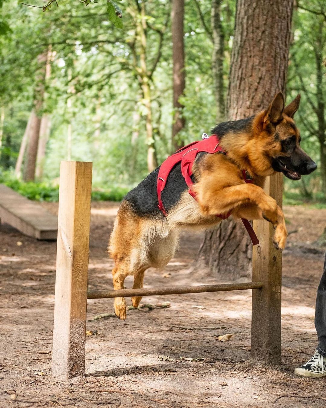 How Much Exercise Does A German Shepherd Need 