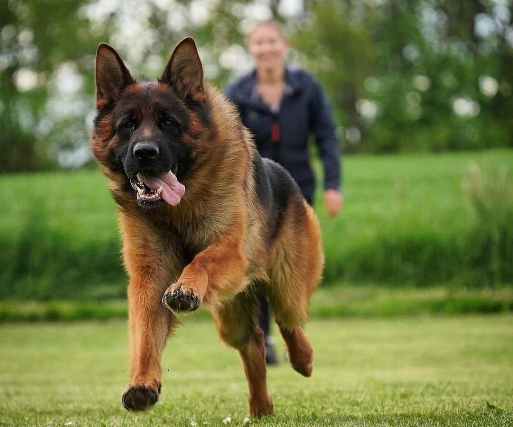 German Shepherd The Daily Tail
