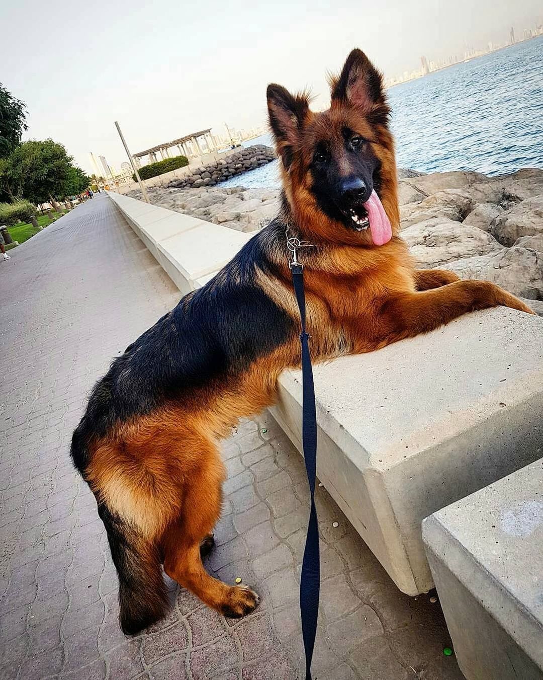 How Much Exercise Does A German Shepherd Need 