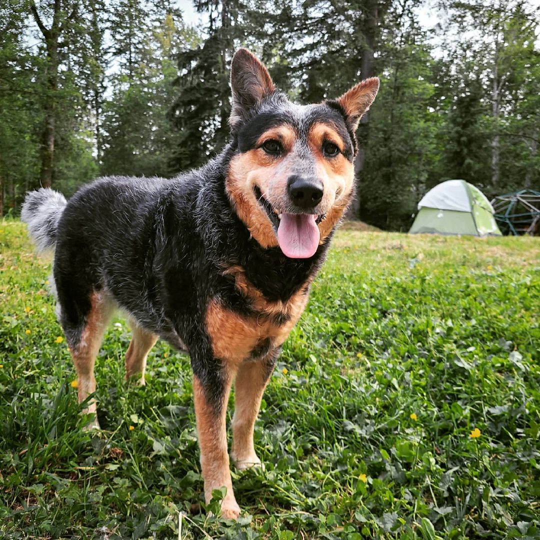 Blue Heeler Golden Retriever Mix: A Versatile Working Dog With A Heart ...