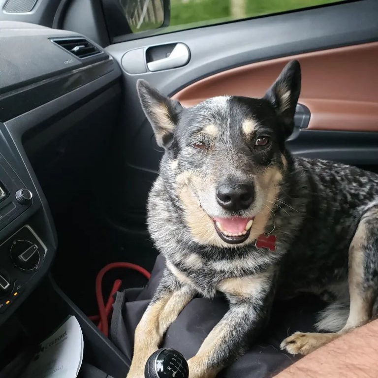 Blue Heeler Golden Retriever Mix: A Versatile Working Dog With A Heart ...