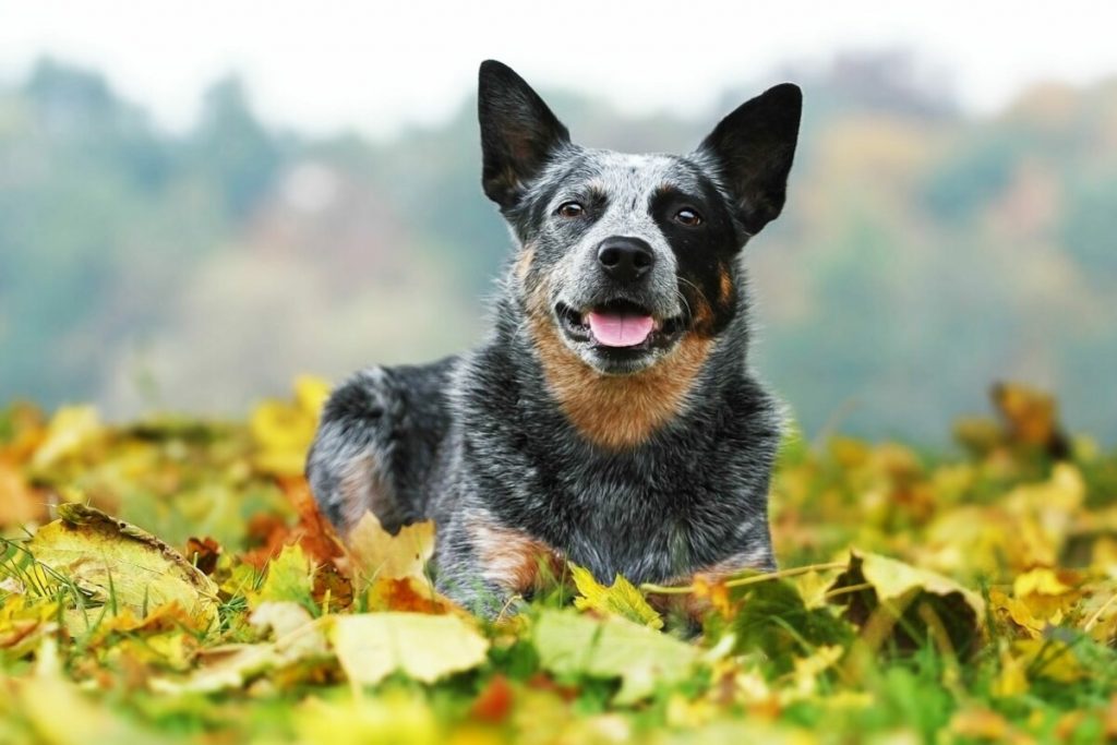 Blue Heeler Golden Retriever Mix