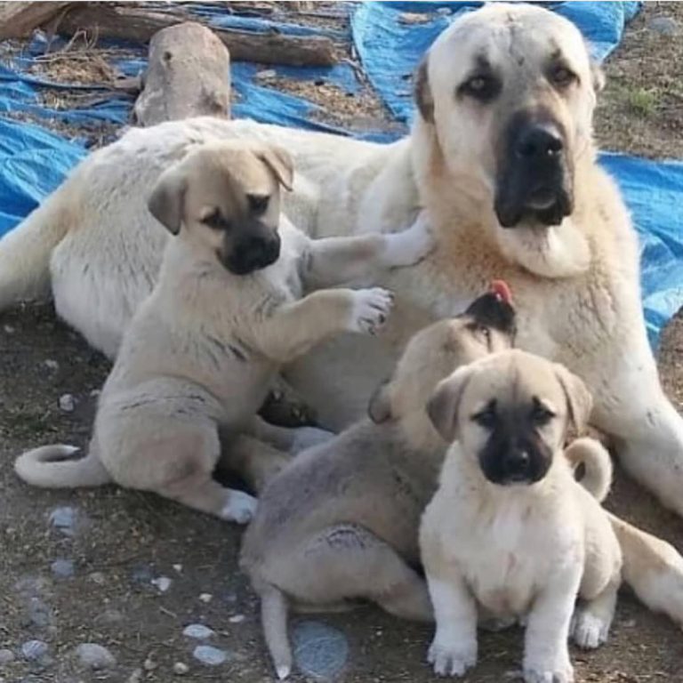 The True Cost Of Kangal Ownership: Beyond The Initial Price Tag