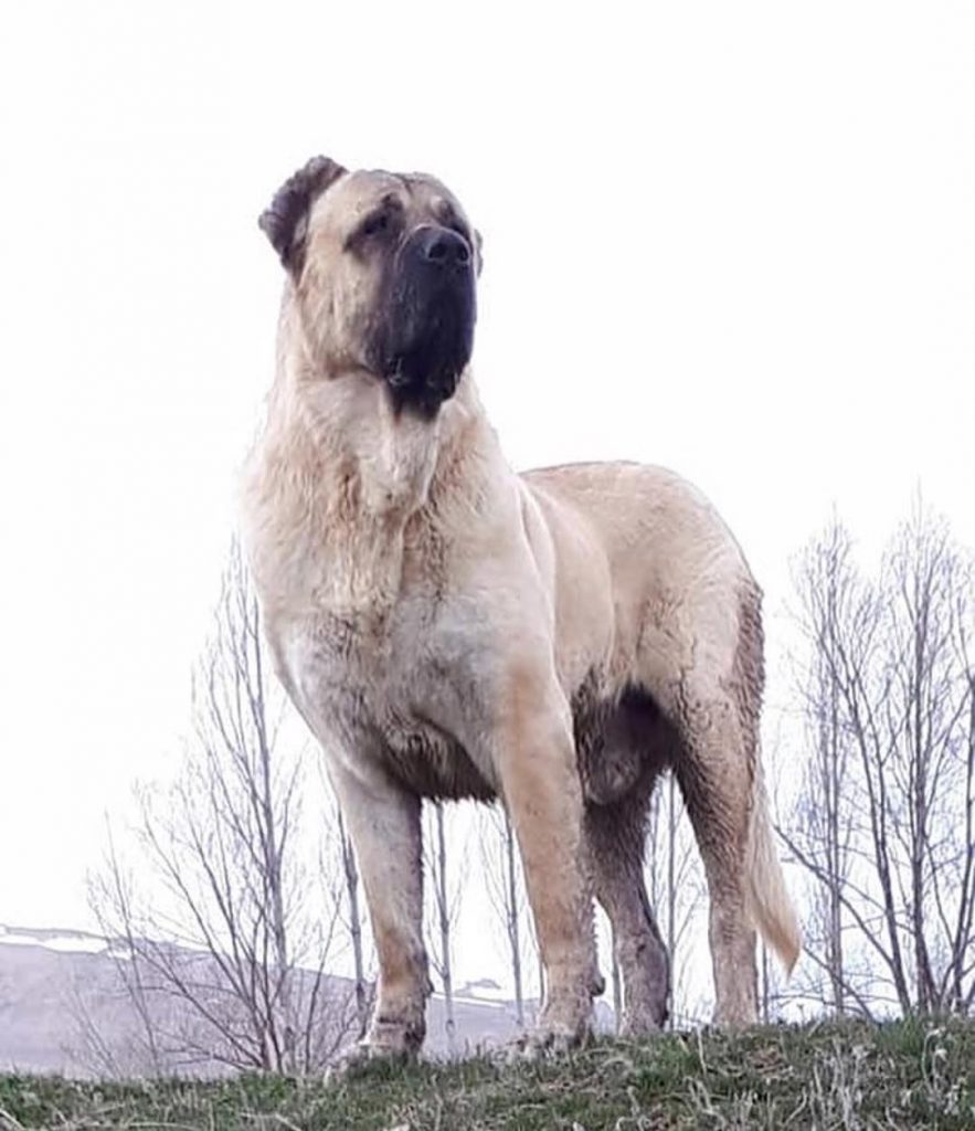 The True Cost Of Kangal Ownership: Beyond The Initial Price Tag