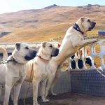 The True Cost Of Kangal Ownership: Beyond The Initial Price Tag